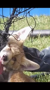 1.5M views · 93K reactions | Rescue the poor fox stuck in barbed wire #animals #rescueanimal #fox #animallover | Caso Viral | Facebook