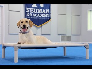 Pebbles (Labrador Retriever) Puppy Camp Dog Training Video Demonstration