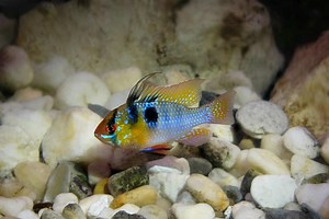 German Blue Ram Care Guide & Species Profile