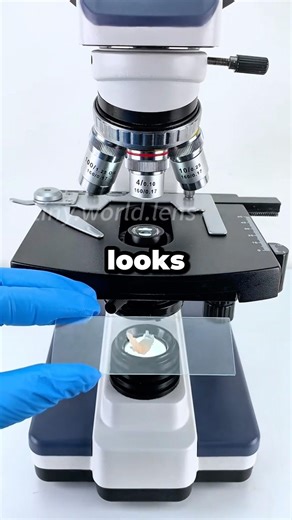 Chicken legs under a microscope..