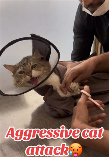 Aliyan PetStore on TikTok