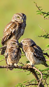 Burrowing Owls, when threatened in underground burrows, will mimic a rattlesnake’s rattle to scare off predators — a brilliant bluff! | Go Wise Owl