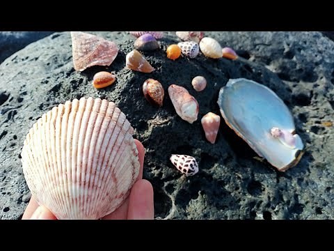 Amazing pick up on the beach| Pick Up Shells With Robin