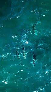 37K views · 889 reactions | Roosterfish can sometimes be...