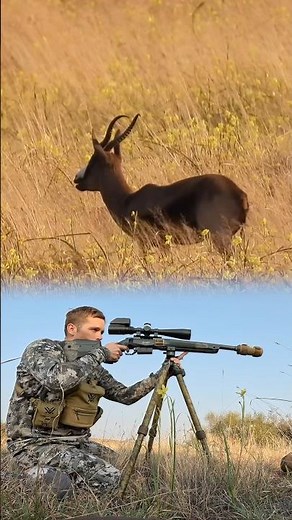 Unreal Shot On Black Springbuck #riflehunting #hunt #hunting #longrange