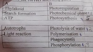 ABThylakoidPhotorespirationStarch formationPhotochemical phase ... | Filo