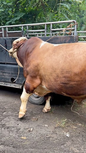 350K views · 1.4K reactions | Sabarudin farm #cow #sapi #bull #sobatngarit | Revan Dolan Kandang | Facebook