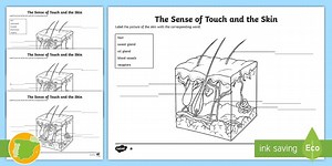 The Sense of Touch Labelling Worksheet