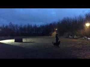 GSD training in obedience and Firepaw Dog Treadmill