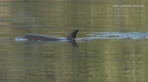 How do you rescue a stranded orca? Canadian and First Nations officials consider options