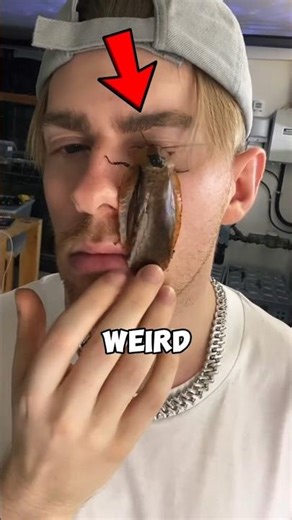 Cockroach Found Under the Microscope!😱