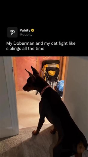 Pubity on Instagram: "🙈 Fighting like enemies, loving each other like siblings. 🐶🐱 If you have pets, you know exactly how this goes. ViralHog #wholesome"