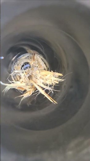 Clogged Impeller on Pump #pool #ingroundpool #poolexperts #poolcare #poolsolutions #poolowner #diy