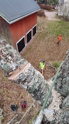 Professional Tree Branch Removal Techniques