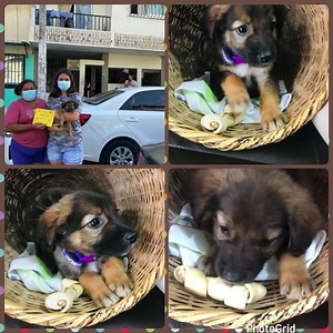 11 reactions | Felices pero muy felices Por todos los rescataditos que hoy se han dado en Adopcion Responsable  Charlot fue una perrita que hoy ya está en su hogar definitivo  Mil gracias por dar un espacio en su corazón  | Adopción Animal Guayaquil - AG | Facebook