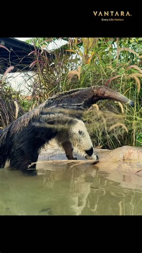 Vantara on Instagram: "Spa day for the tail only. Priorities. 😁 [anteater day, anteaters, world anteater day, anteater sleeping, sleep, dreams, wildlife, wild animals, every life matters, vantara]"