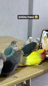 348K views · 10K reactions | Online Class  #parrotlife #loveislove #funnyvideos #parrots #funnyparrot #parrottalking #lovebirdslover | Forest Aviary | Facebook