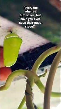 "The pupa stage of the butterfly before it is formed !!"🦋#pupa #butterflyshorts #foryou #shorts #new