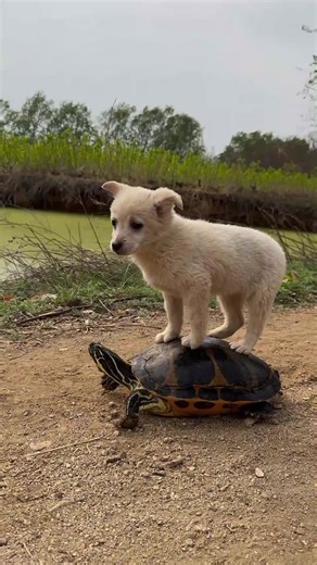 This car is driving a bit slowly!#walk #dog #labrador #countrysidelife #turtle