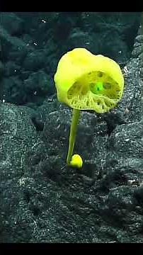 Alien Sponge Found in Deep Ocean Shocks Scientists! #DeepSeaDiscovery #AlienSponge #oceanmysteries
