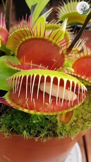 Venus Flytrap Devours Prey in Seconds! 🌿⚡ #shorts #plants #botany