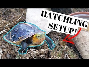 *NEW* CHINESE Box TURTLE Hatchling!