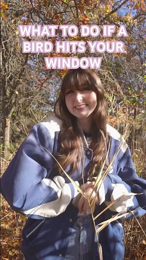 1 BILLION birds die from window strikes every year- here’s what to do if a bird hits your window!
