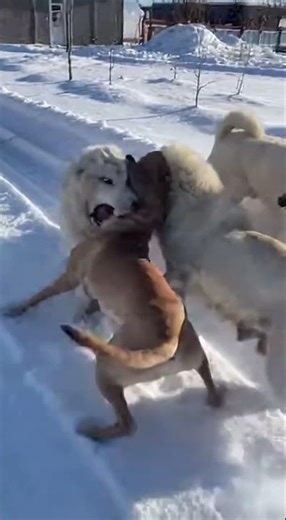 Giant Alabai Guard Dogs Protective Instincts in Deep Snow!