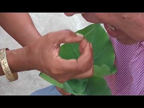 [Desi Remedy] Worm remove from tooth with the help of small root.