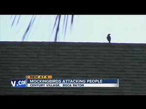 Mockingbirds attacking people