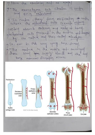 #physiology #nep2020 Bone&Ossification +3 3rd semester zoology #biochemistry #nep2020 #zoology