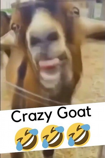 Goats Yelling Like Humans 😅 Best Funny Pet Videos 2021