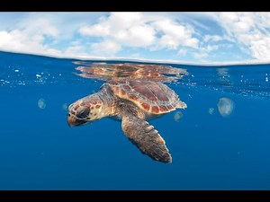 Loggerhead Sea Turtles: Ocean's Ancient Navigators..