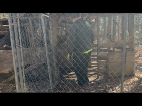 Part three to remodeling old chicken pen￼