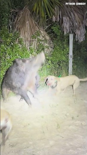 This Smart Boar Hog Took Us 6 Months To Catch