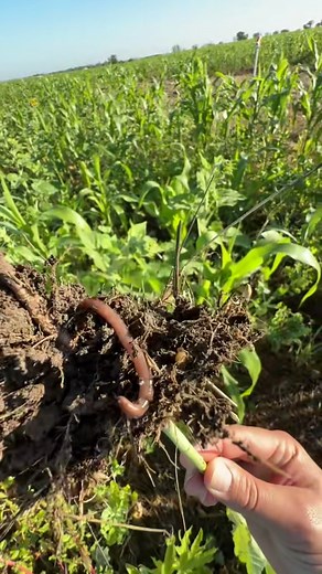 15 reactions | Just look at all those earthworms! Copious amounts of earthworms is a good sign of healthy soil. #covercrop #agriculture #Kansas #soilhealth #CoverCrops #regenerativefarming #regenerativeagriculture #farming #farmlife #cattle #ranchlife #ranching #earthworms (recorded 9-26-25) | JTAC Farms | Facebook