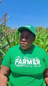 26K views · 992 reactions | I just irrigated my maize with drip line...