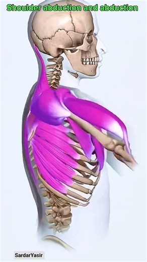 shoulder abduction primarily uses the Deltoid and suprasinatus #shoulderstability