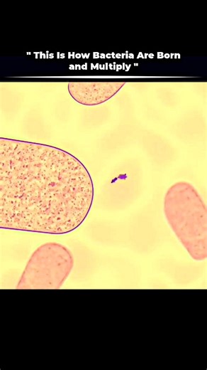 @solved_science | This is how bacteria are born and multiply—through a rapid process called binary fission. A single bacterial cell begins by copying its... | Instagram