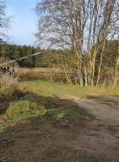 🍂🍁🌞 Oras kaip užsakytas. Paskutiniai ganyklų saulės spinduliai sugaudyti, kumelės su kumeliukais – saugiai pargintos, o mes dėkingi LSMU VA Veterinarijos fakulteto II kurso studentams už pagalbą, komandinį darbą, energiją ir gerą nuotaiką! 😄🌞 #Baisogala #žemaitukai LSMU Gyvulininkystės institutas Lietuvos sveikatos mokslų universitetas (LSMU) | Lietuvos ūkinių gyvūnų genetinių išteklių apsaugos koordinavimo centras