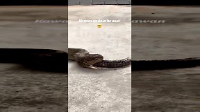 Snake swallowing another snake (video) - ItemFix