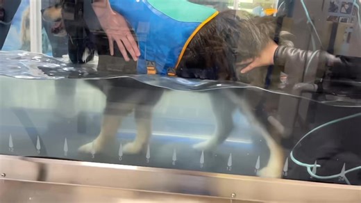 Why do we take video – Precision Observation During Hydrotherapy Water changes how dogs move — it reduces load but increases resistance. Video allows us to: • Assess limb placement, range of motion, and muscle use while the dog is exercising in water. • Adjust treadmill speed, water height, or session intensity based on real-time movement feedback. • Capture objective progress data over time, ensuring each session is safe and effective. 🌊 It’s especially helpful for recovery from surgery, arthr