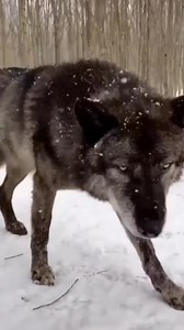 1M views · 42K reactions | Words by Sir David Attenborough that stop...