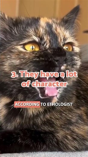 3 SECRETS of Tortoiseshell Cats Revealed! 🐈🖤 #TortoiseshellCats #Shorts