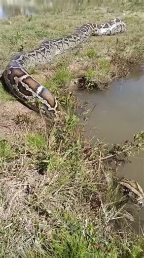 “World’s Heaviest Snake | Anaconda Survival Story”#Anaconda #WildlifeShorts