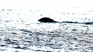 Spangled perch 'cross' the Barkly Highway
