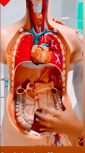 How the Human Body Actually Works