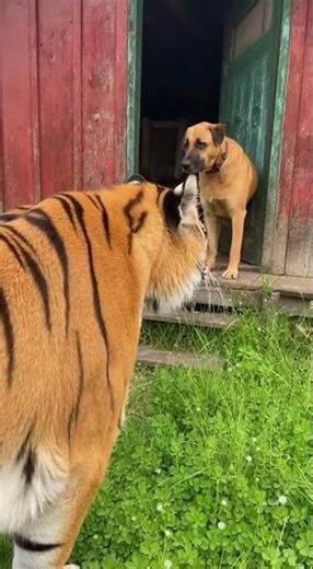 Tiger Enters Family Home — Brave Cat Attacks to Protect the House! 🐅🐈🏠
