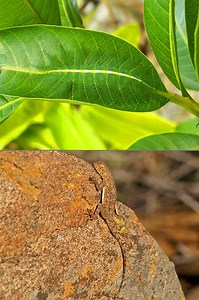 36 Amazing Examples of Extreme Animal and Insect Camouflage