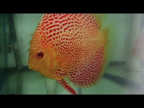 Albino Leopard Snakeskin Discus Fish Breeding Pair ALSS